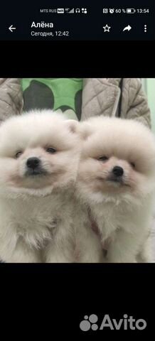 Померанский шпиц