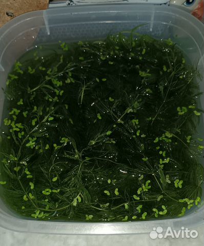 Роголистник