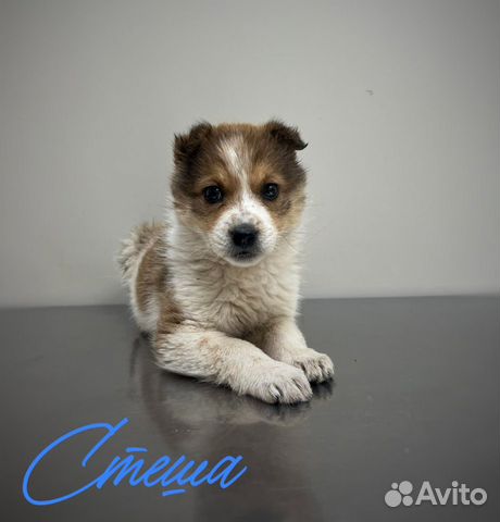 Красивый щеночек ждет семью