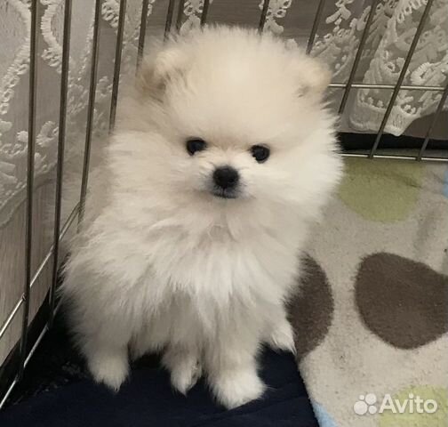 Щенки померанского шпица