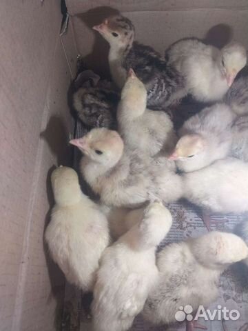 Индюшата 10дневные