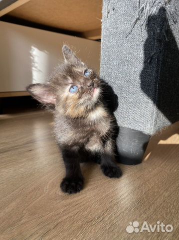 Котята