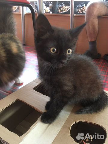 Котята в дар