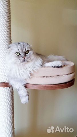 Персидская шиншилла в дар