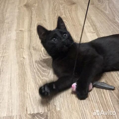 Интеллигентный котенок ищет дом)