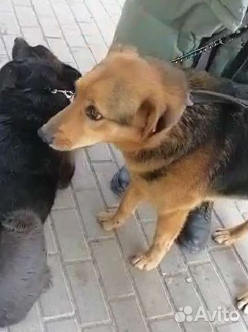 Рыжий охранник