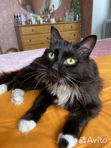 Кот молодой бесплатно