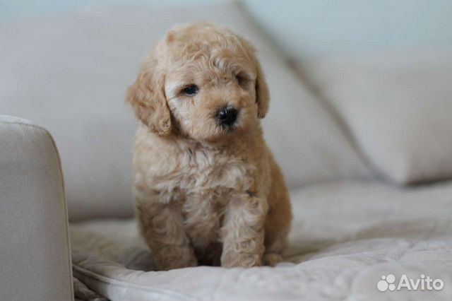 Пудель миниатюрный