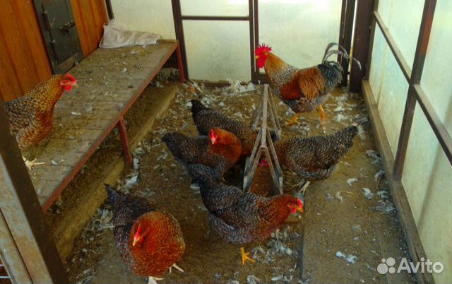 Яйцо для инкубации Билефельдер