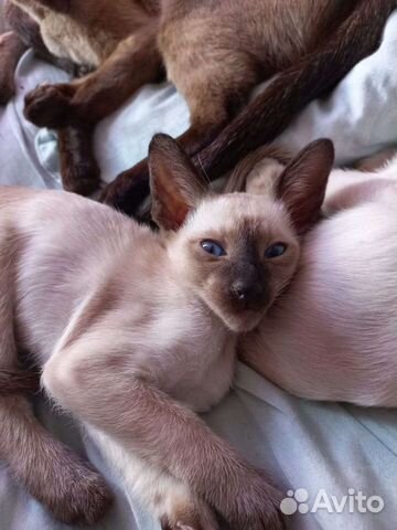 Ориентальная, котята