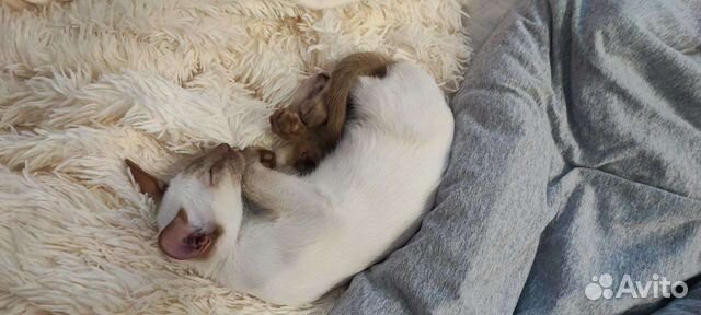 Ориентальный котенок