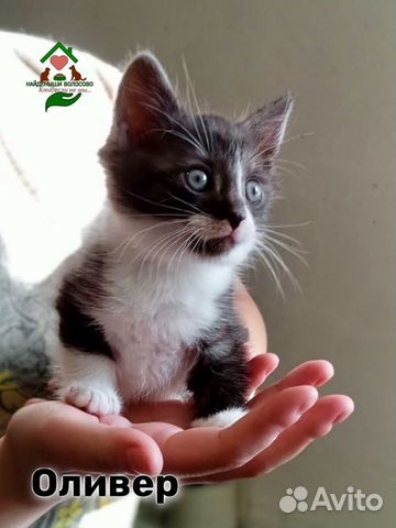 Котёнок-мальчик. 7 недель найден новорожденным