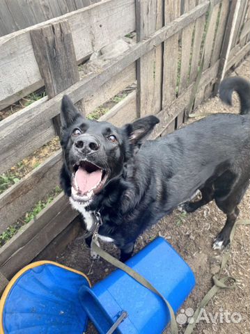 Бельгийская овчарка Гретта