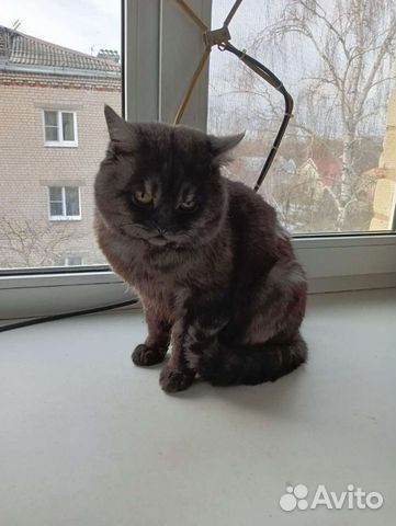 Кот скоттиш страйд