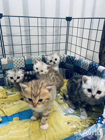 Шотландские котята