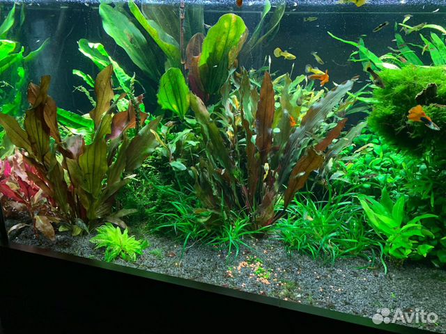 Эхинодорусы