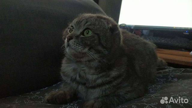 Шотландский вислоухий кот