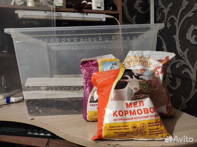 Улитки ахатины