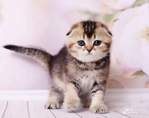 Шотландская девочка