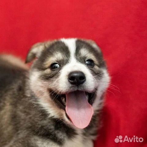 Телепузик щенок в дар