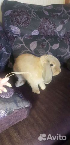 Декоративный кролик, вислоухий