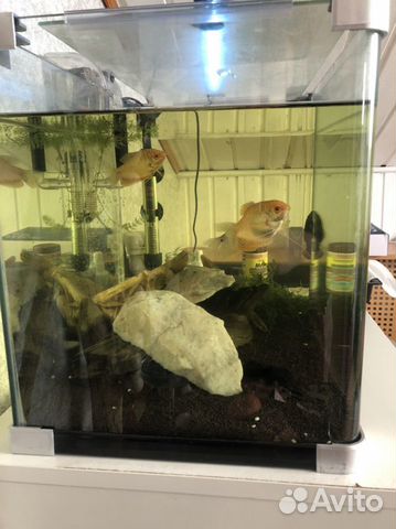 Отдам Аквариум 47л 3 Гурамы и Полиптэруса
