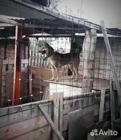 Собака 11 месяцев стерилизована