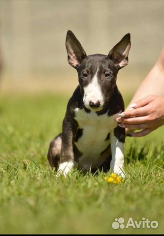 Мини бультерьер мальчик