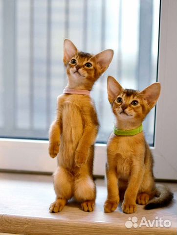 Абиссинские котята