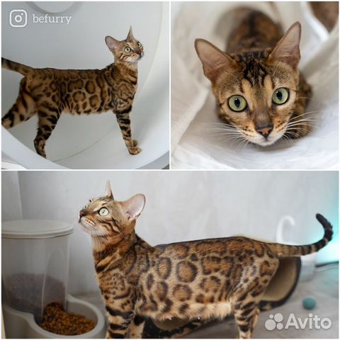 Бенгальские котята и кошки с документами