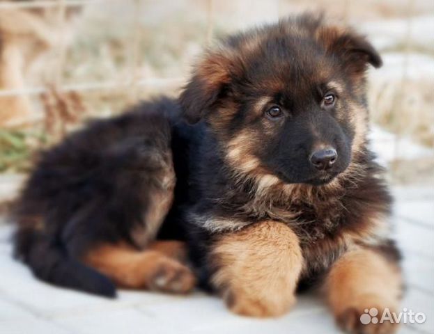 Щенки немцы рабочнго разведения лохмач и стандарт