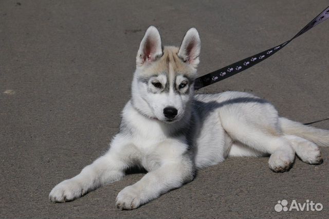 Шикарная девочка Сибирский хаски