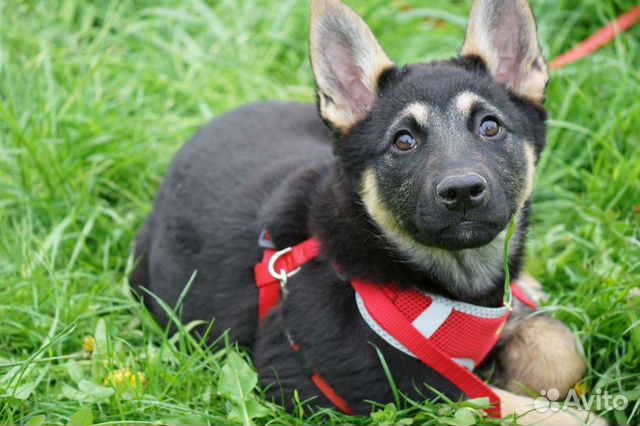 Щенки метисы овчарки в добрые руки