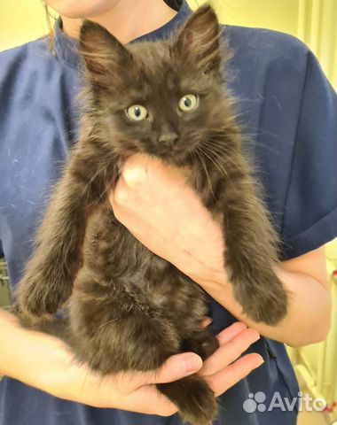 Милейший уголёк ищет дом