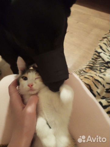 Отдам котенка в добрые руки