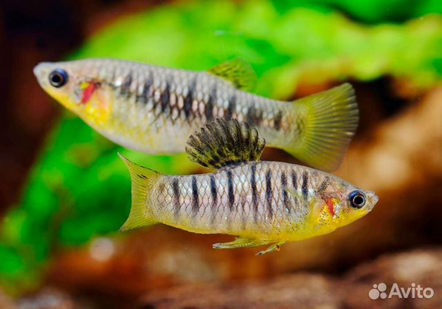 Лимия чернополосая и боции мрамоные