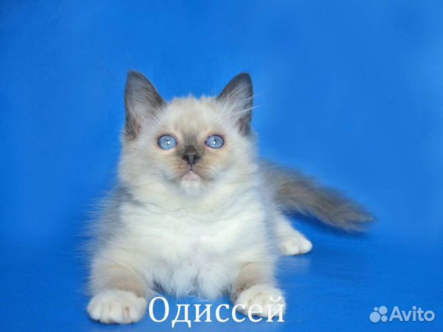 Невский маскарадный котенок Одиссей