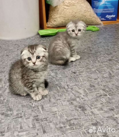 Шотландская