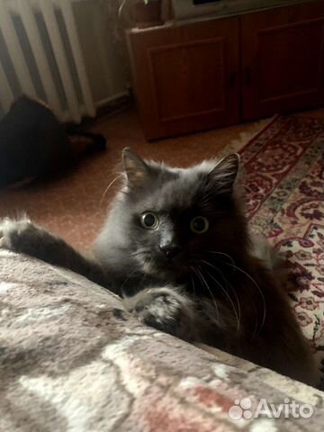 Отдам котика в добрые руки