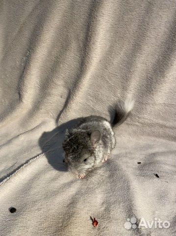 Шиншиллята нф