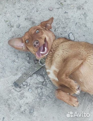 Челси 34 см в холке ищет дом