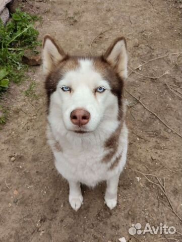 Сибирский хаски бесплатно