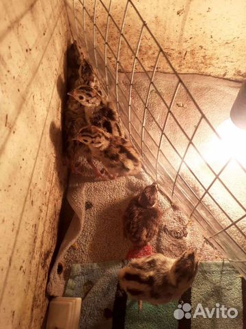 Фазанята, цесарята