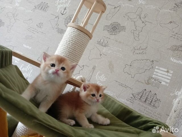 Золотые Британчики