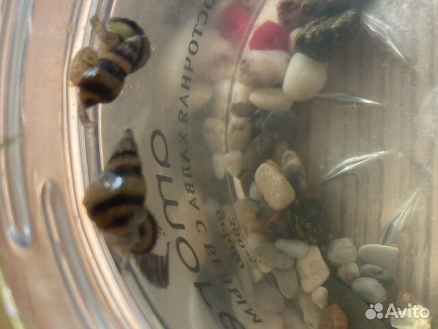 Улитка хелена