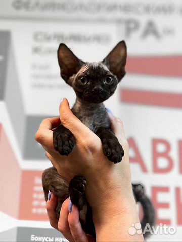 Девон-рекс клубные котята