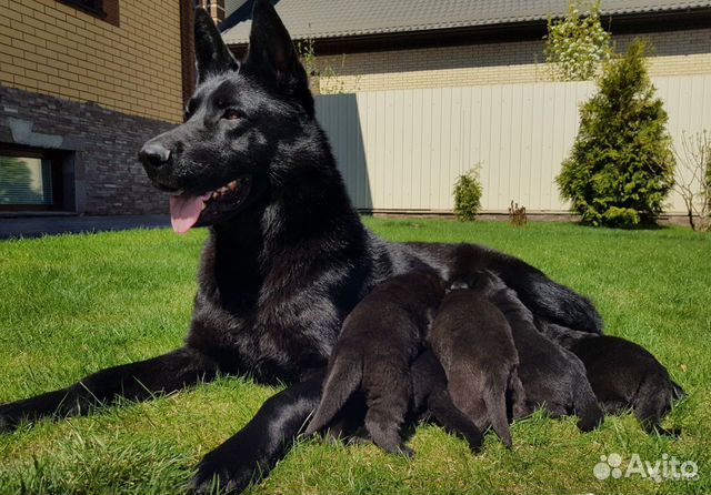 Черные овчарята щеночки