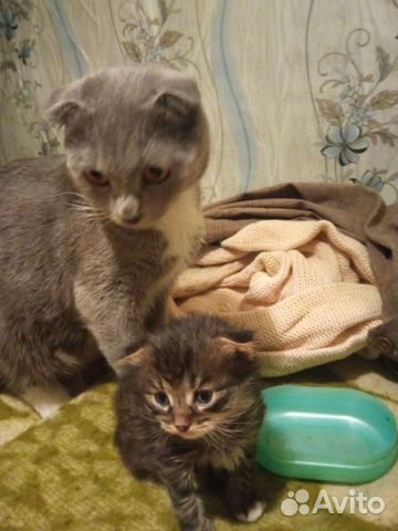 Очень добрые симпатичные котятки