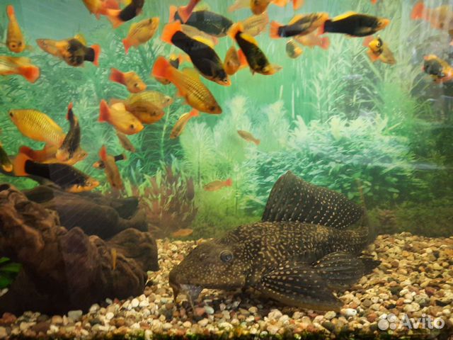 Пицилия, сом парчовый