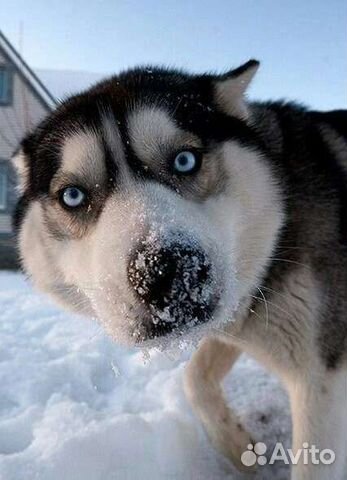 Щенки сибирской хаски
